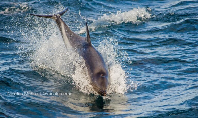 El tráfico marino pone en peligro al delfín austral